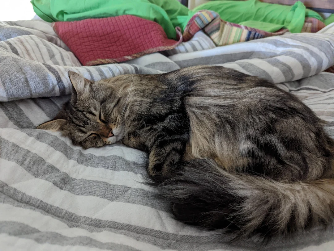 Izzy won't let me make the bed. | Scrolller