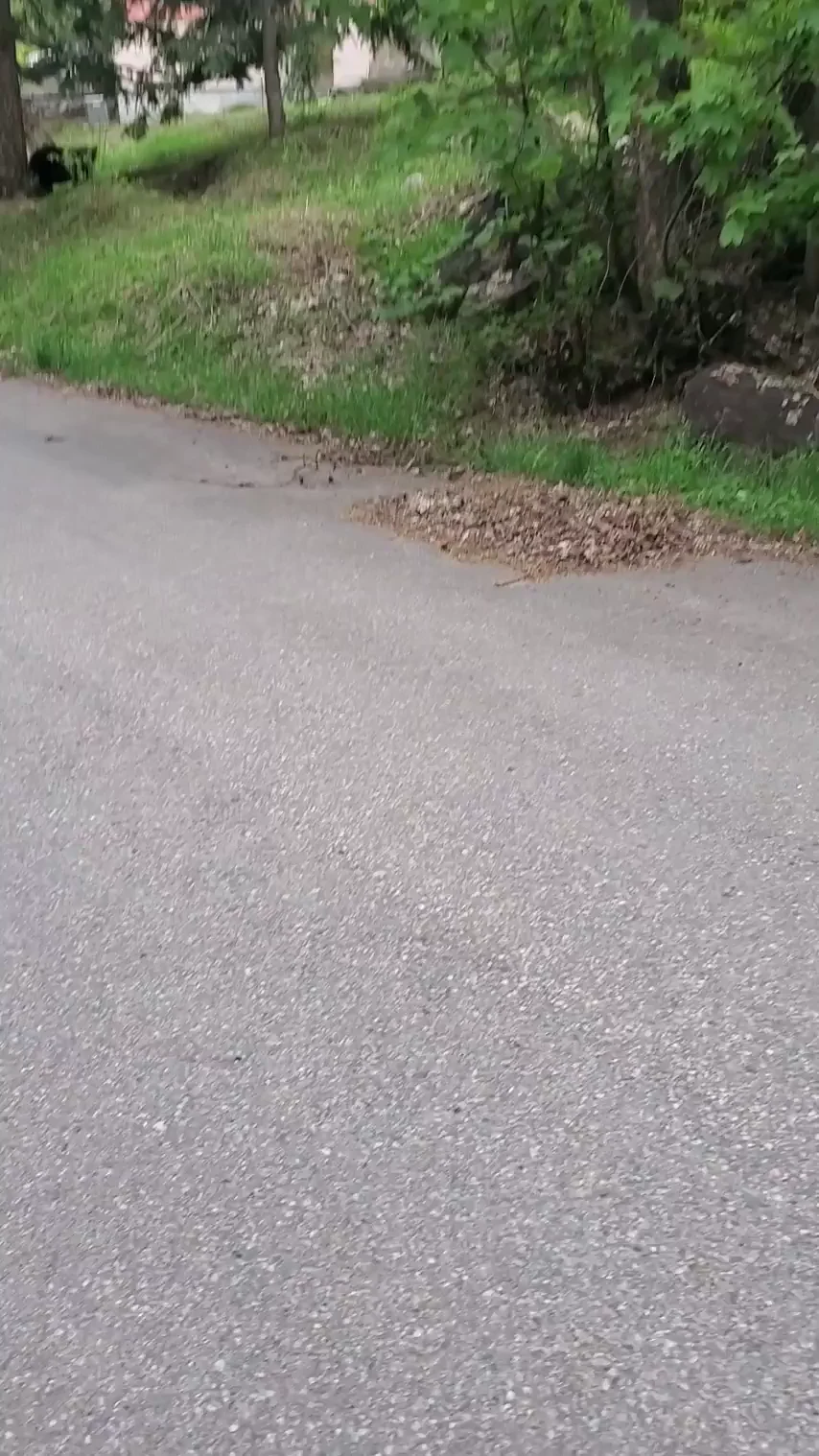 You guys like bears?? (OC) | Scrolller