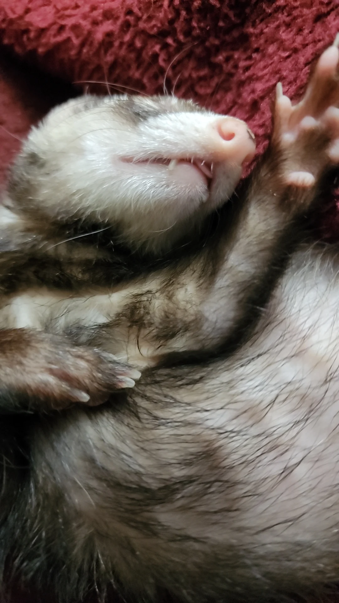 Her little blep | Scrolller