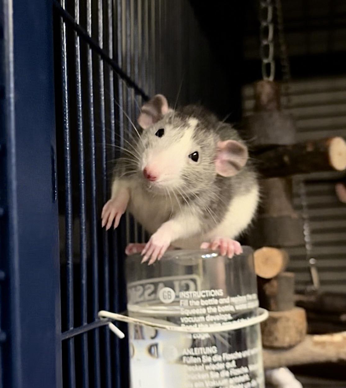 No thoughts, head empty! | Scrolller