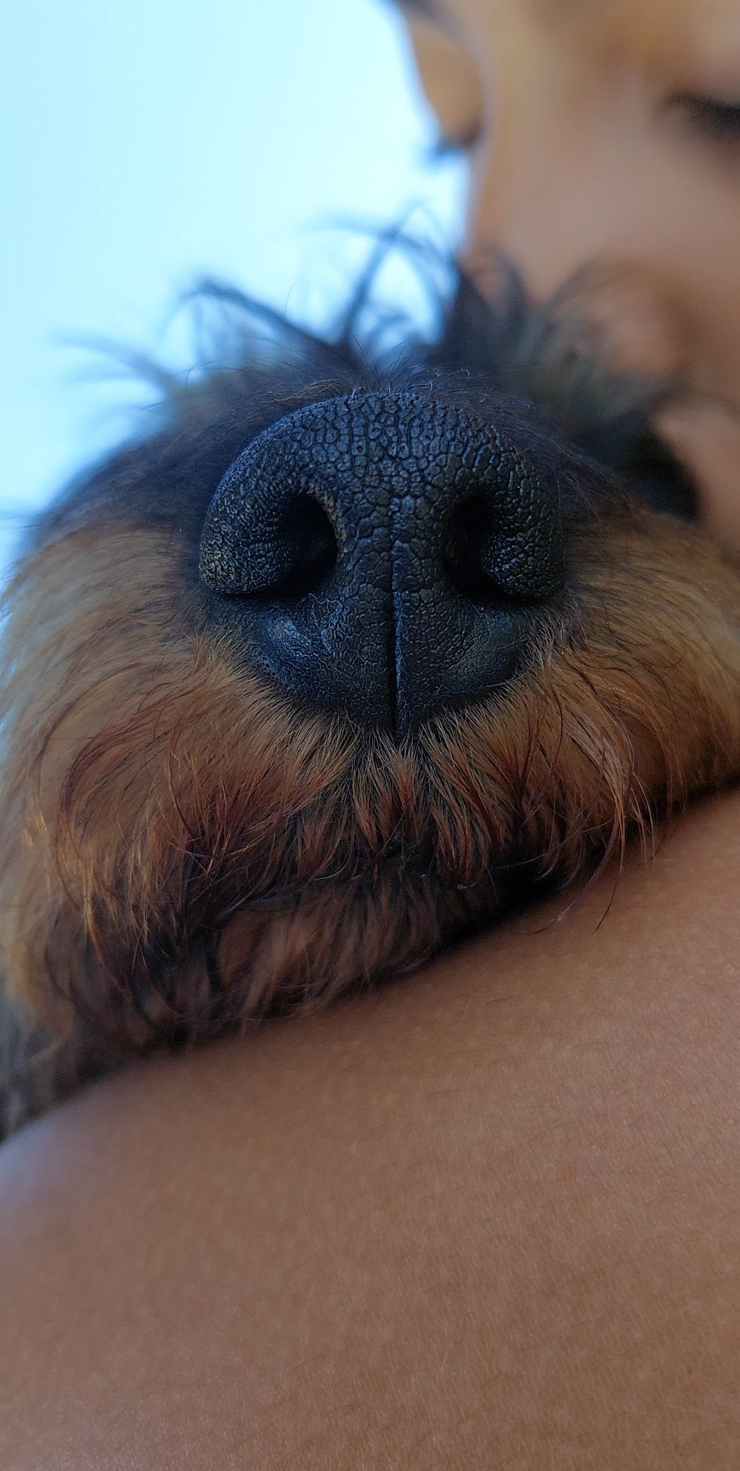 [OC] Boop! 🐾💕 | Scrolller