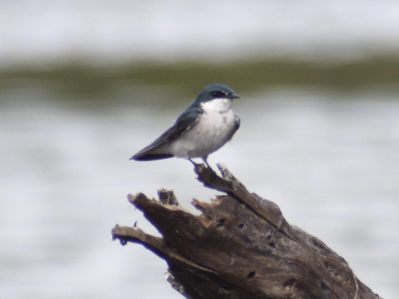 Mangrove Swallow in Belize | Scrolller