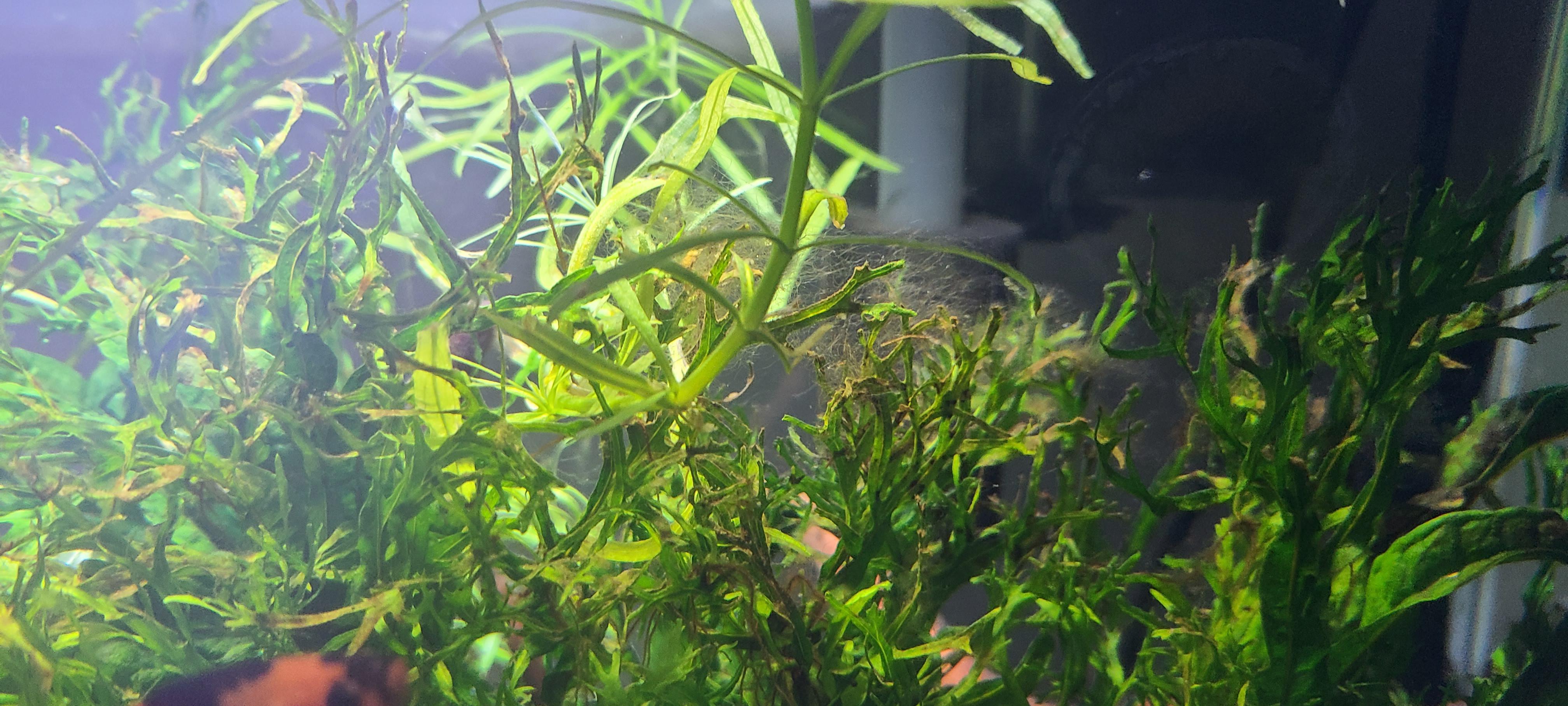 What kind of algae? how to be rid of it? | Scrolller