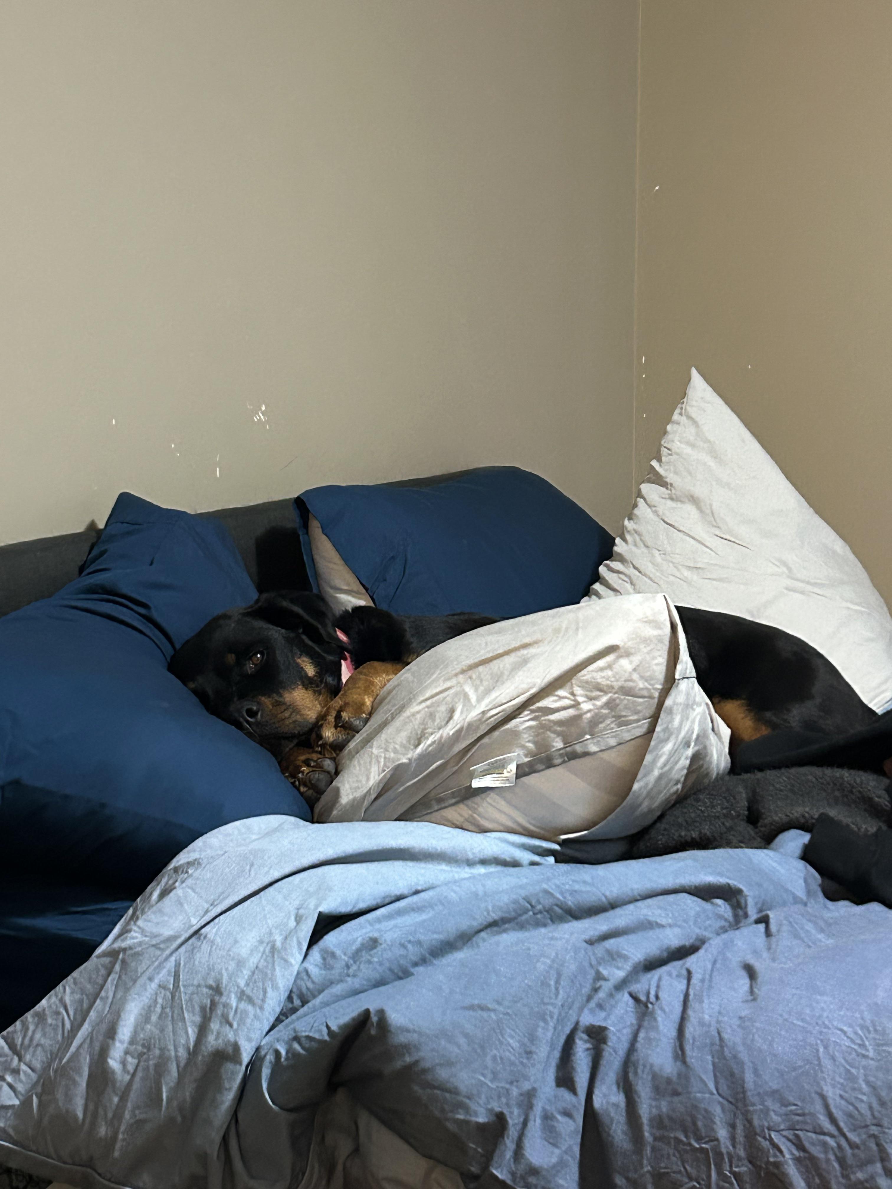 The Cutest Bed Bug Scrolller