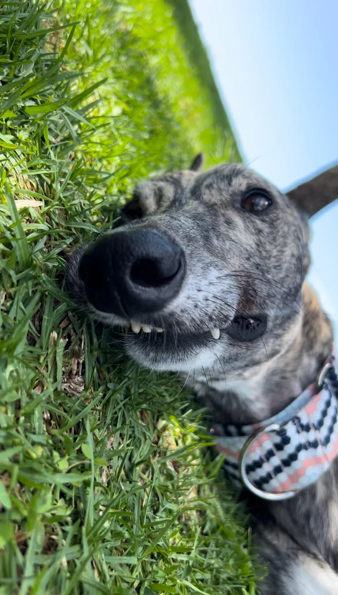 Does anyone have advice for brushing teeth? | Scrolller