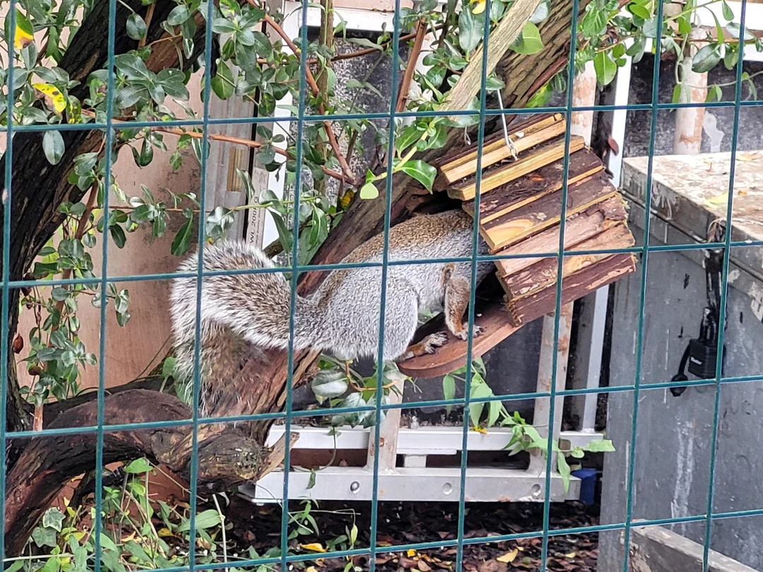 Thunderbolt raiding the feeder | Scrolller