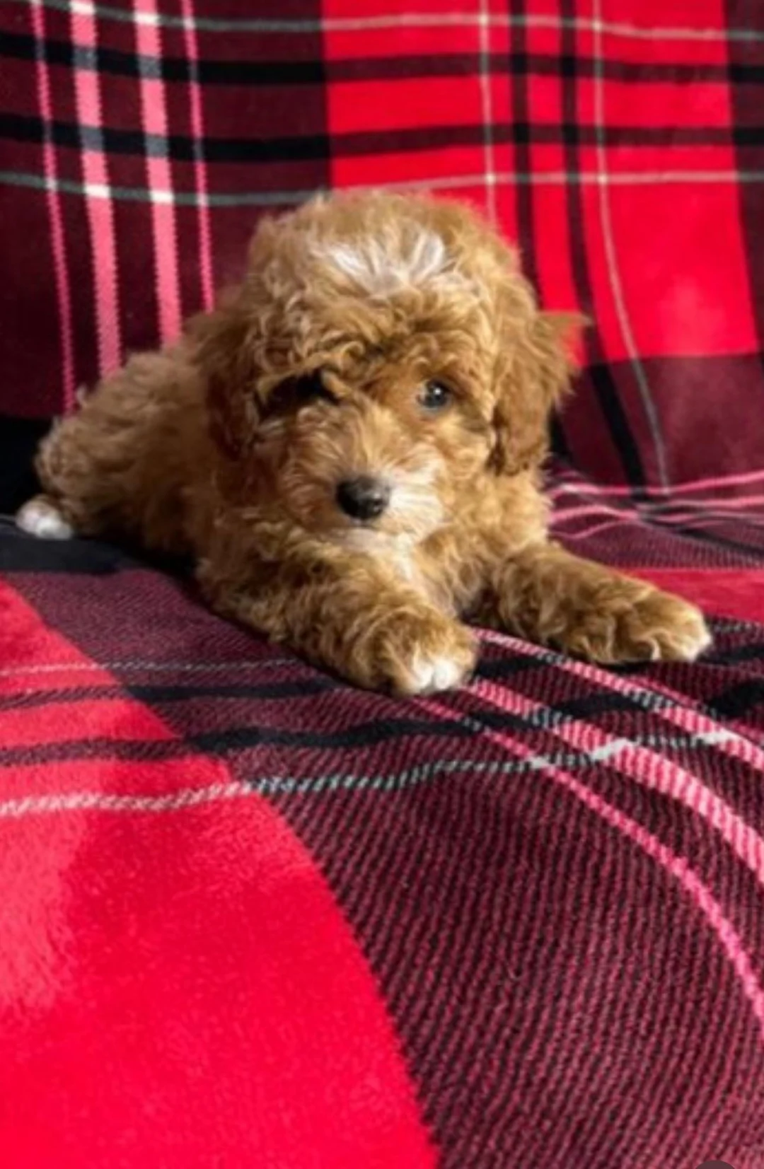 Help us name our newest family member! | Scrolller