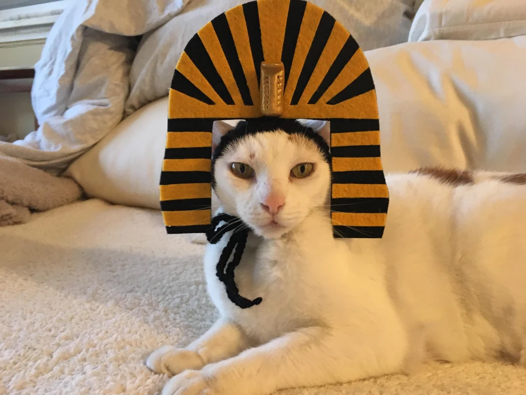 Pharaoh Woo | Scrolller