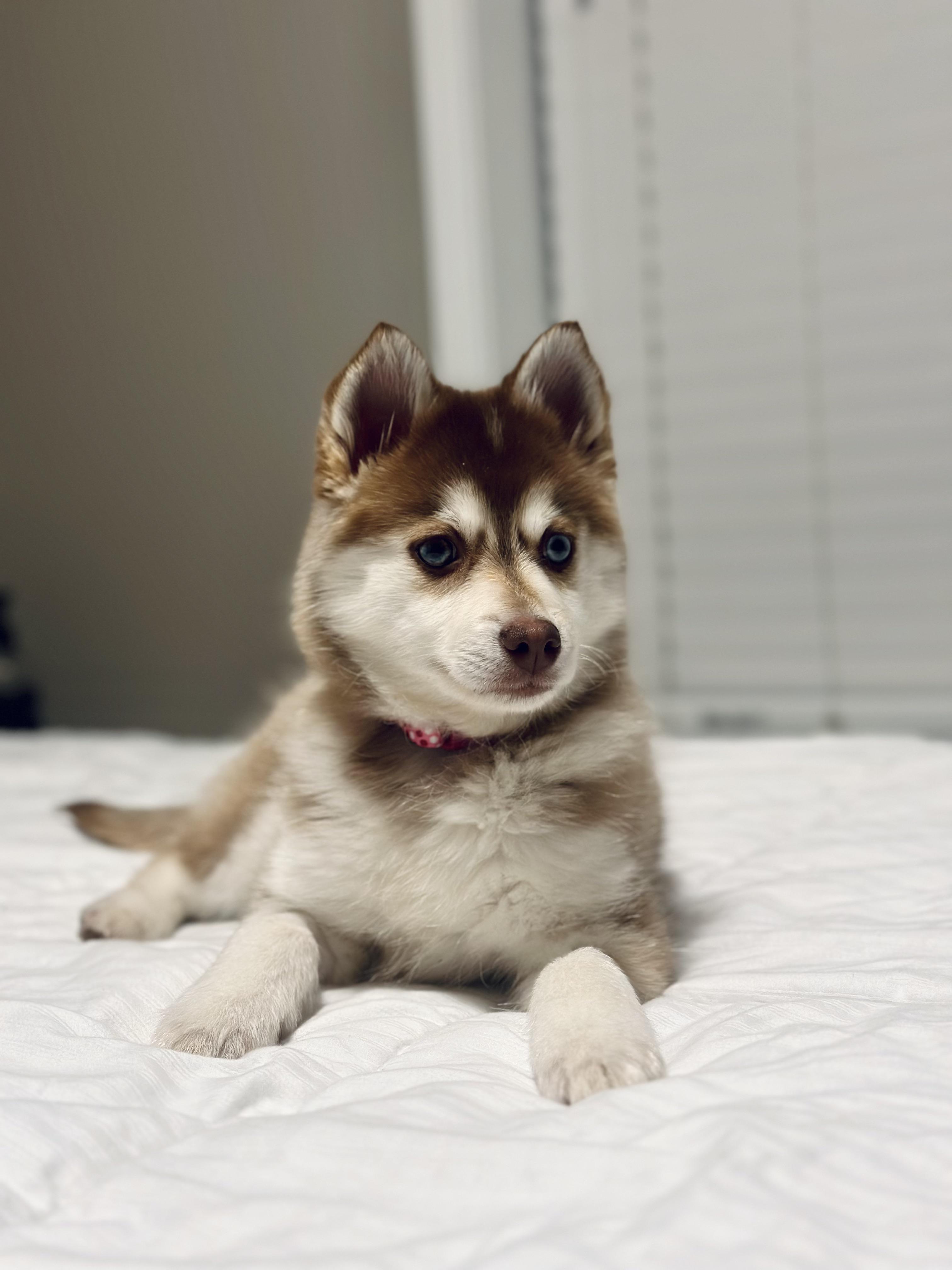 Kylie the pomsky 🥰 | Scrolller