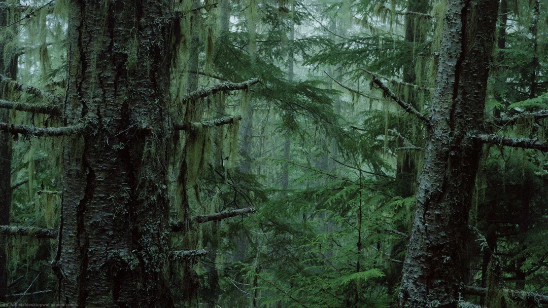 Forest (1920x1080) | Scrolller