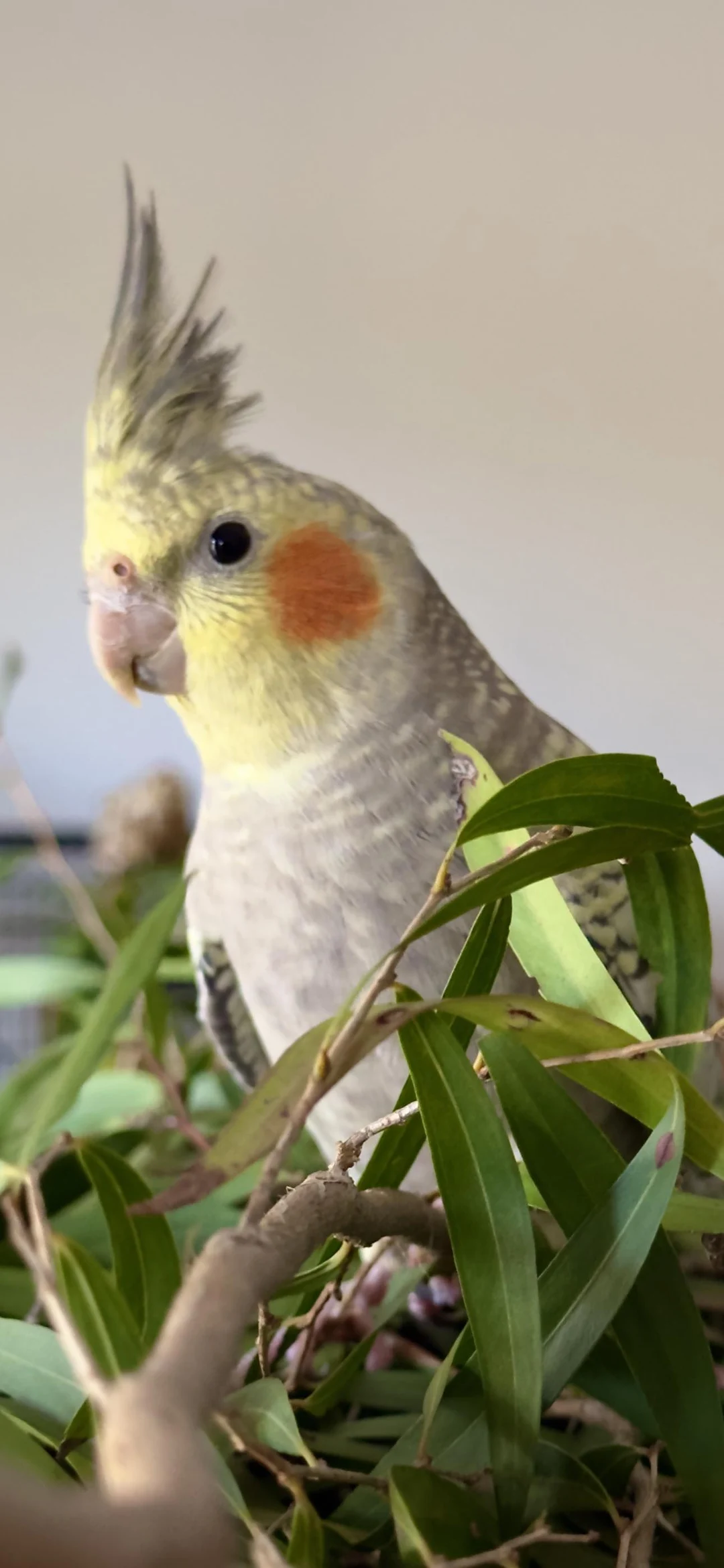 What are my next steps? | Scrolller