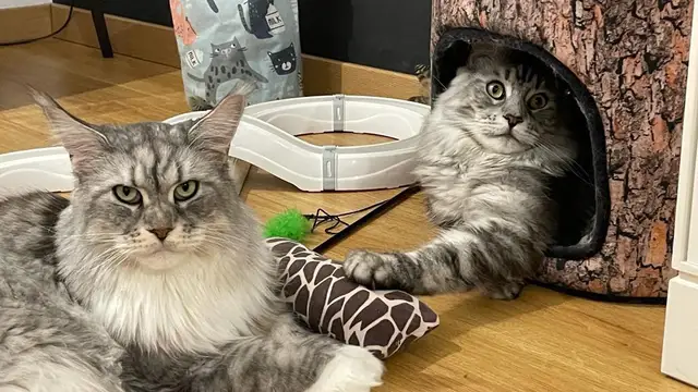 Misti & Rock | Scrolller