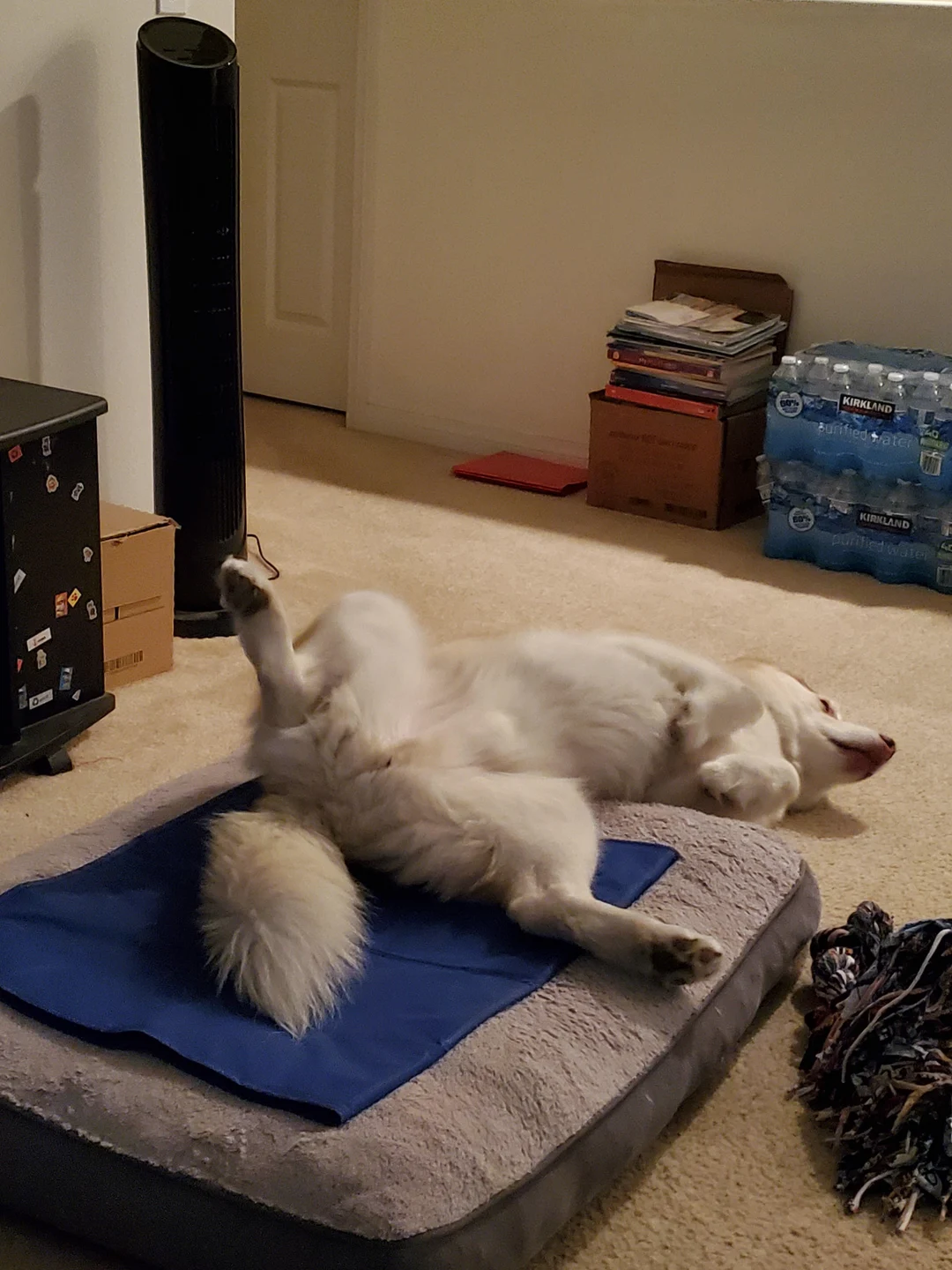 He is too comfortable | Scrolller