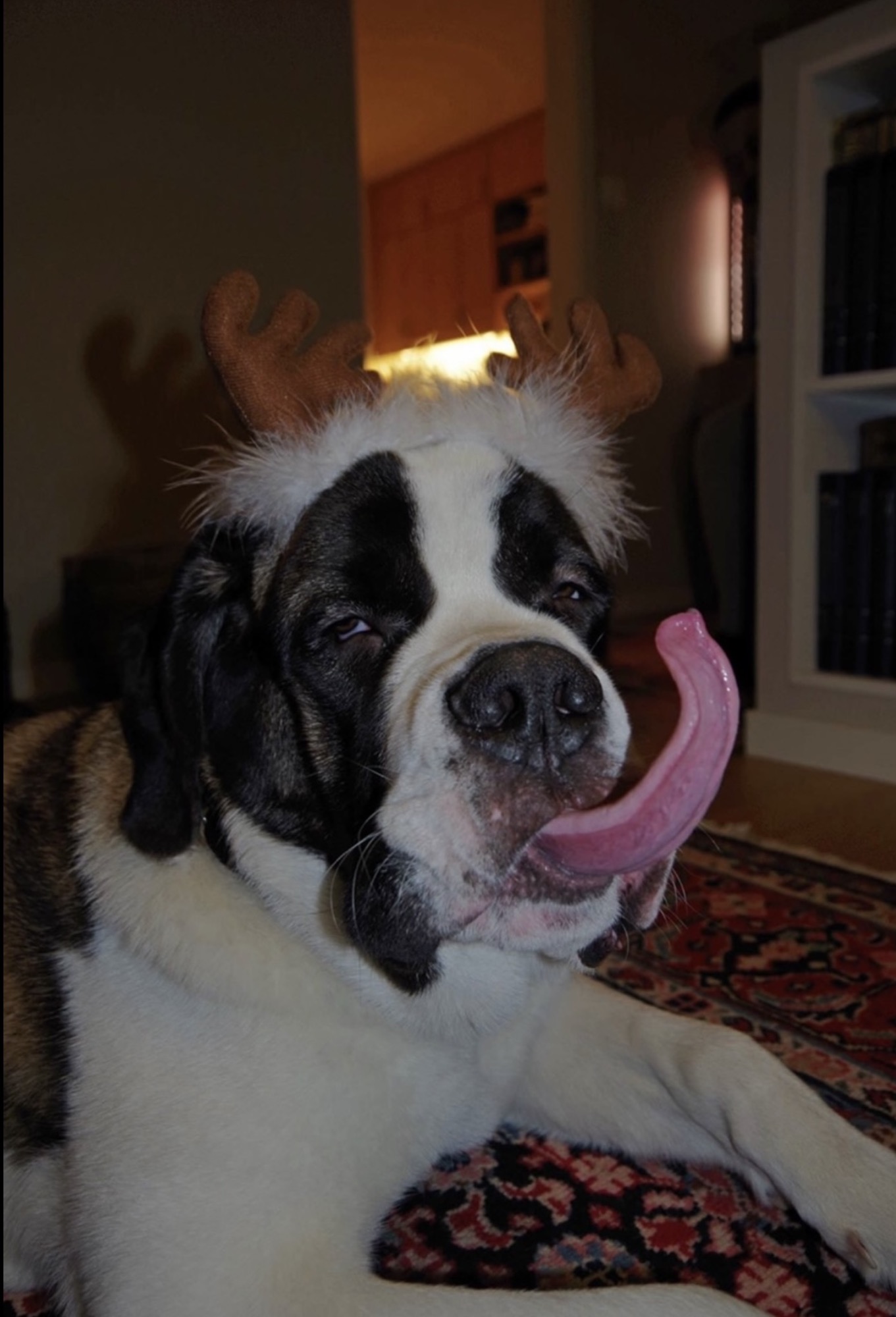 A friends dog in her prime. | Scrolller