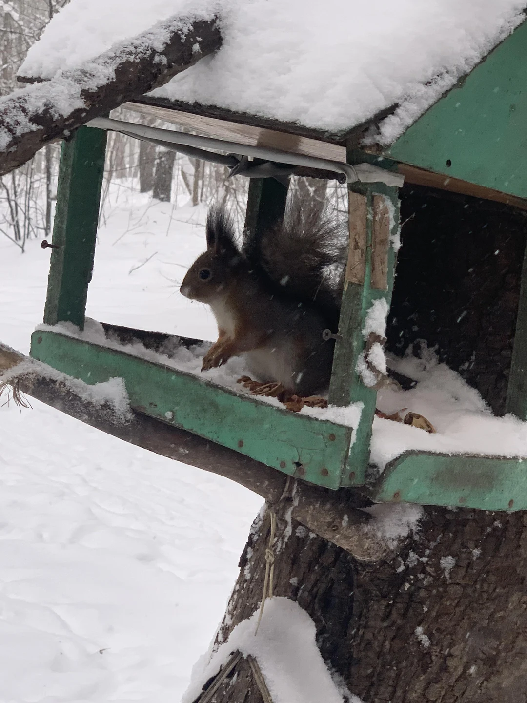 in winter, squirrels need nuts. I like feed them😊Do you feed? | Scrolller