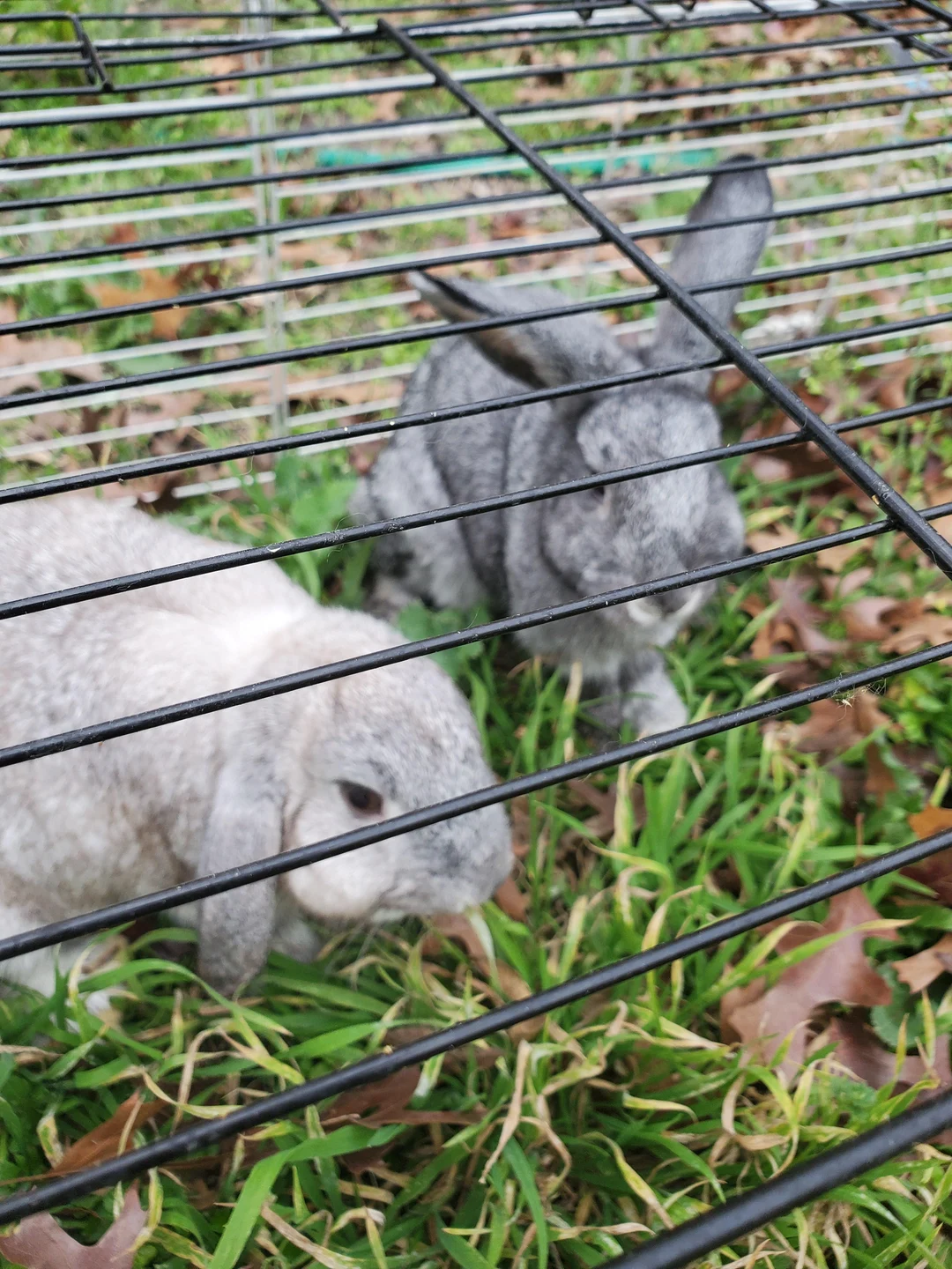 Bunnies munching | Scrolller