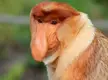 This Cute Smiling Proboscis Monkey 🐒 🤎🤍🖤💚💙 | Scrolller