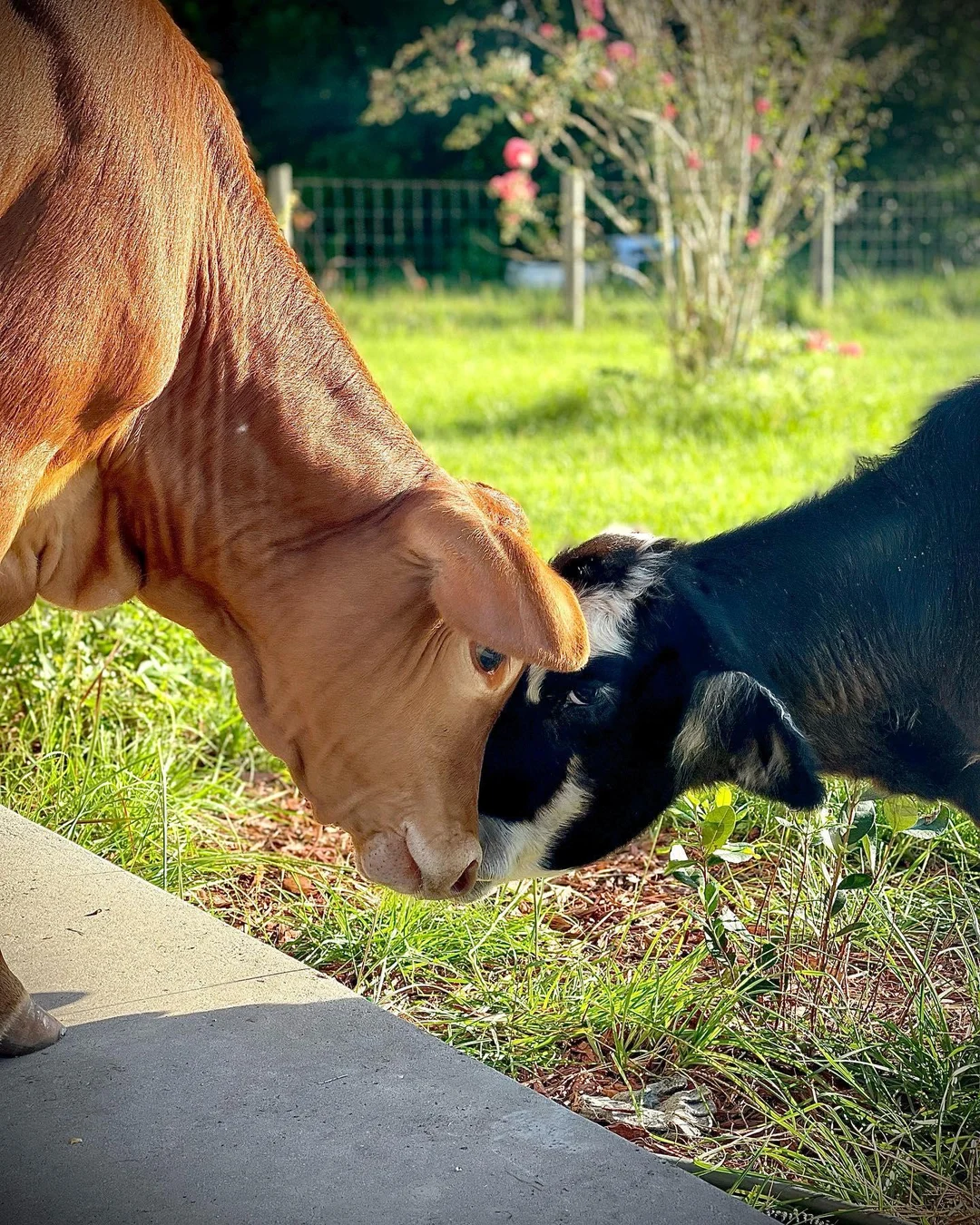 Cows have best friends that they miss when they are apart | Scrolller