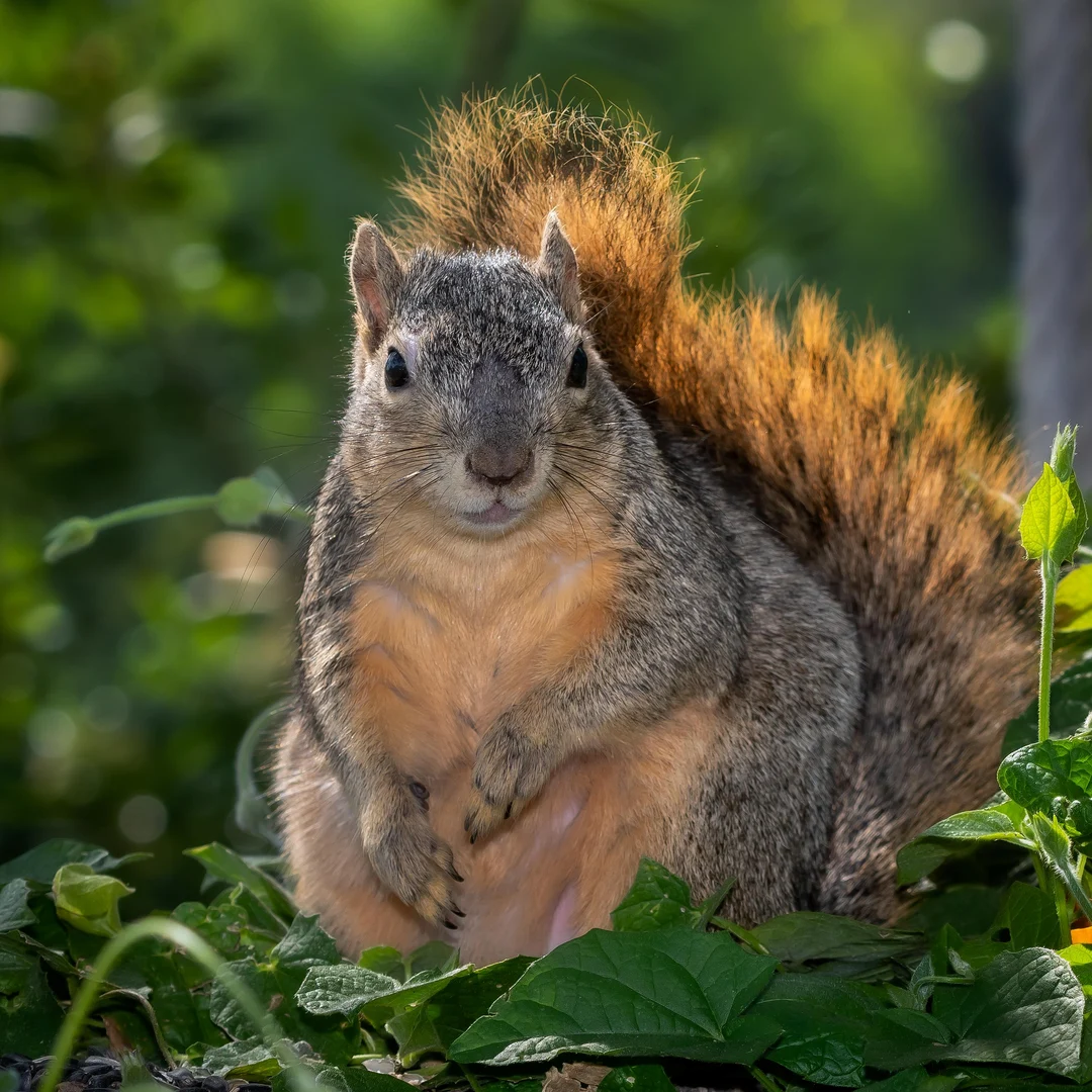 Beautiful Mother Squirrel | Scrolller