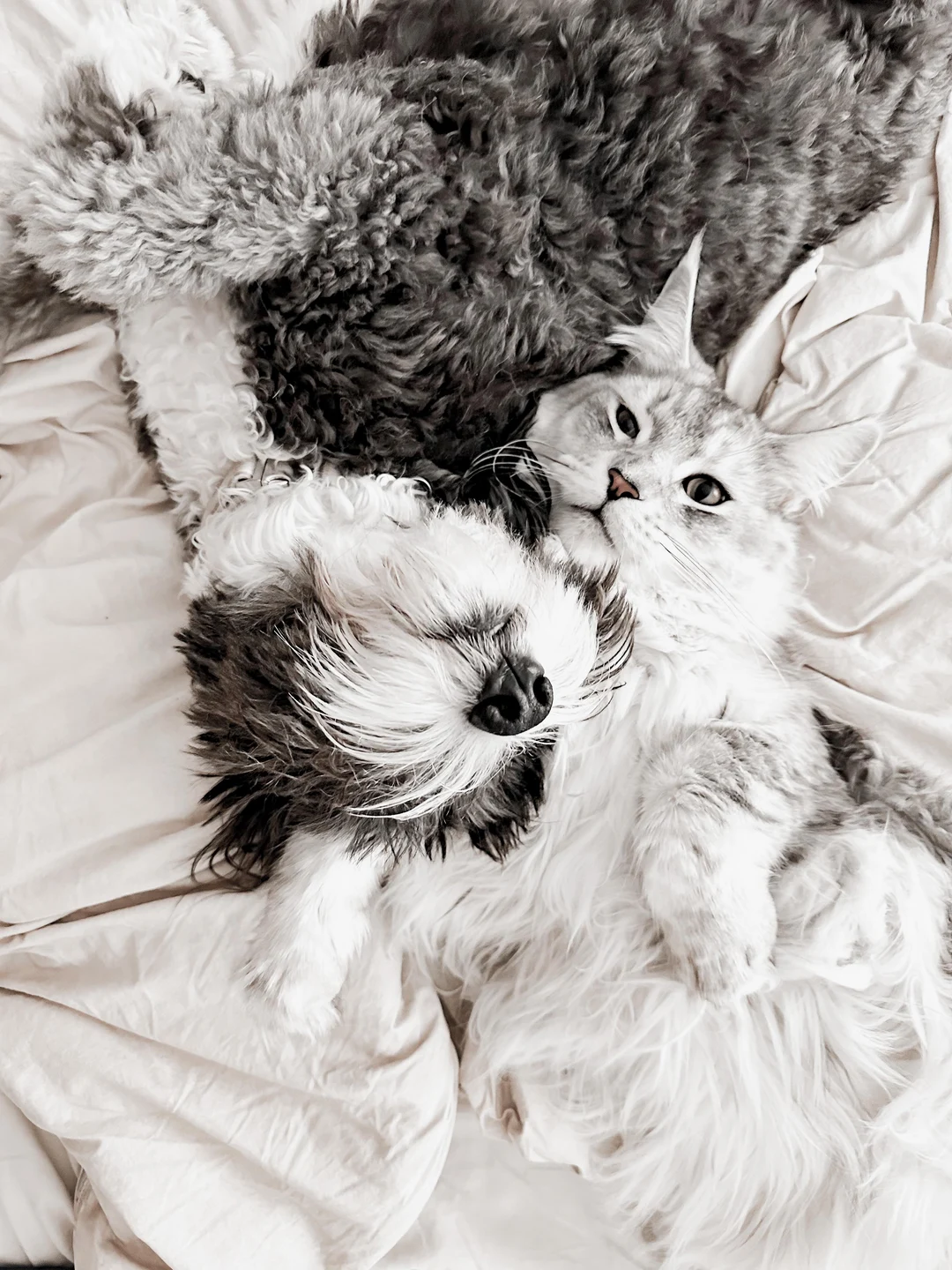 Harvey Bao and Sophie Bean | Scrolller