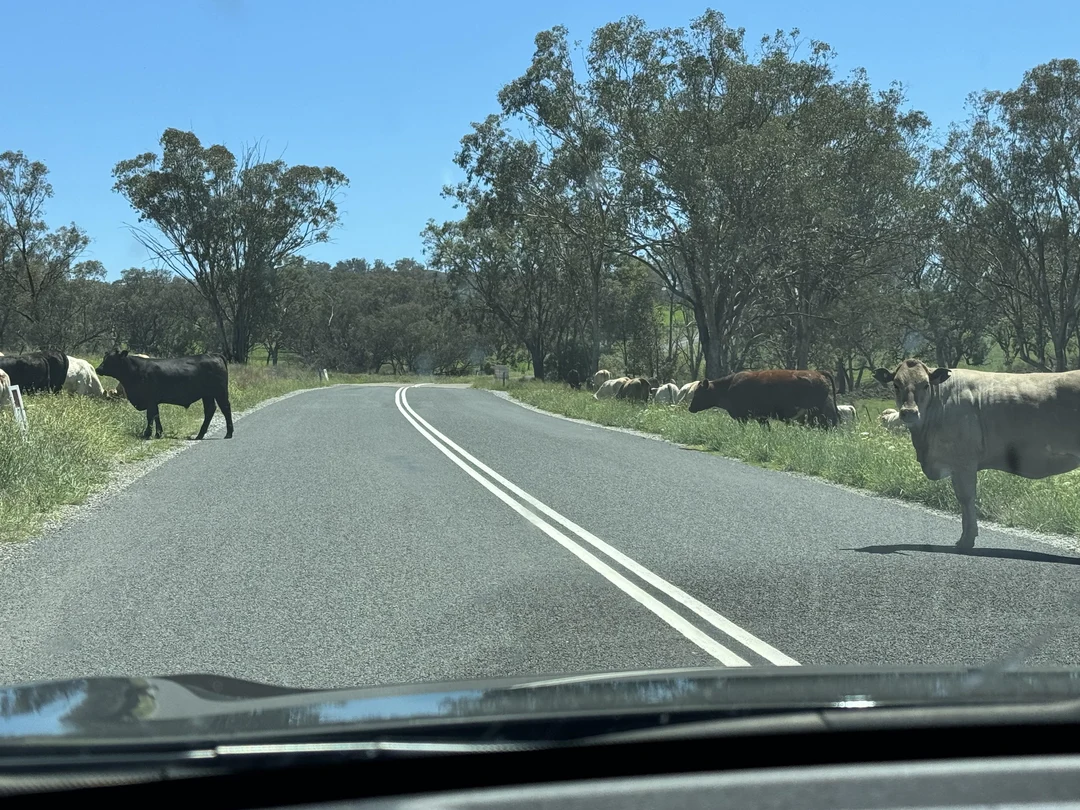 Cows on a 110km road | Scrolller