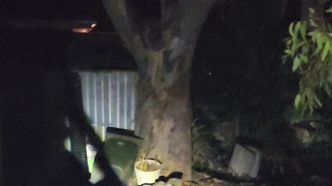 Brushtail domestics. I have the higher ground. Jerry Jerry Jerry. bloody most nights. | Scrolller