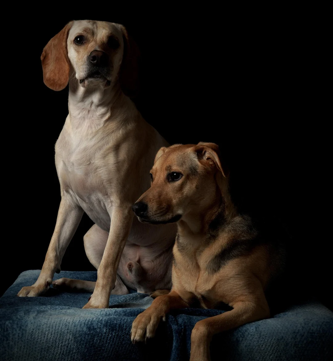 Spock & Daisy: Inseperable | Scrolller