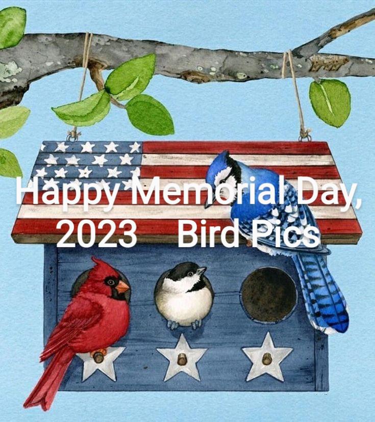 Happy Memorial Day, Bird Pics | Scrolller