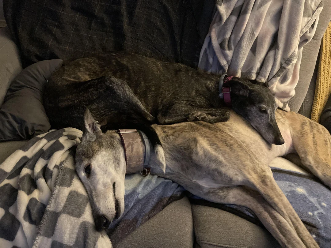 Pepper is on the final stage, acceptance of having another dog in the house. | Scrolller