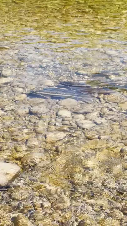 Help Identifying Fish | Scrolller