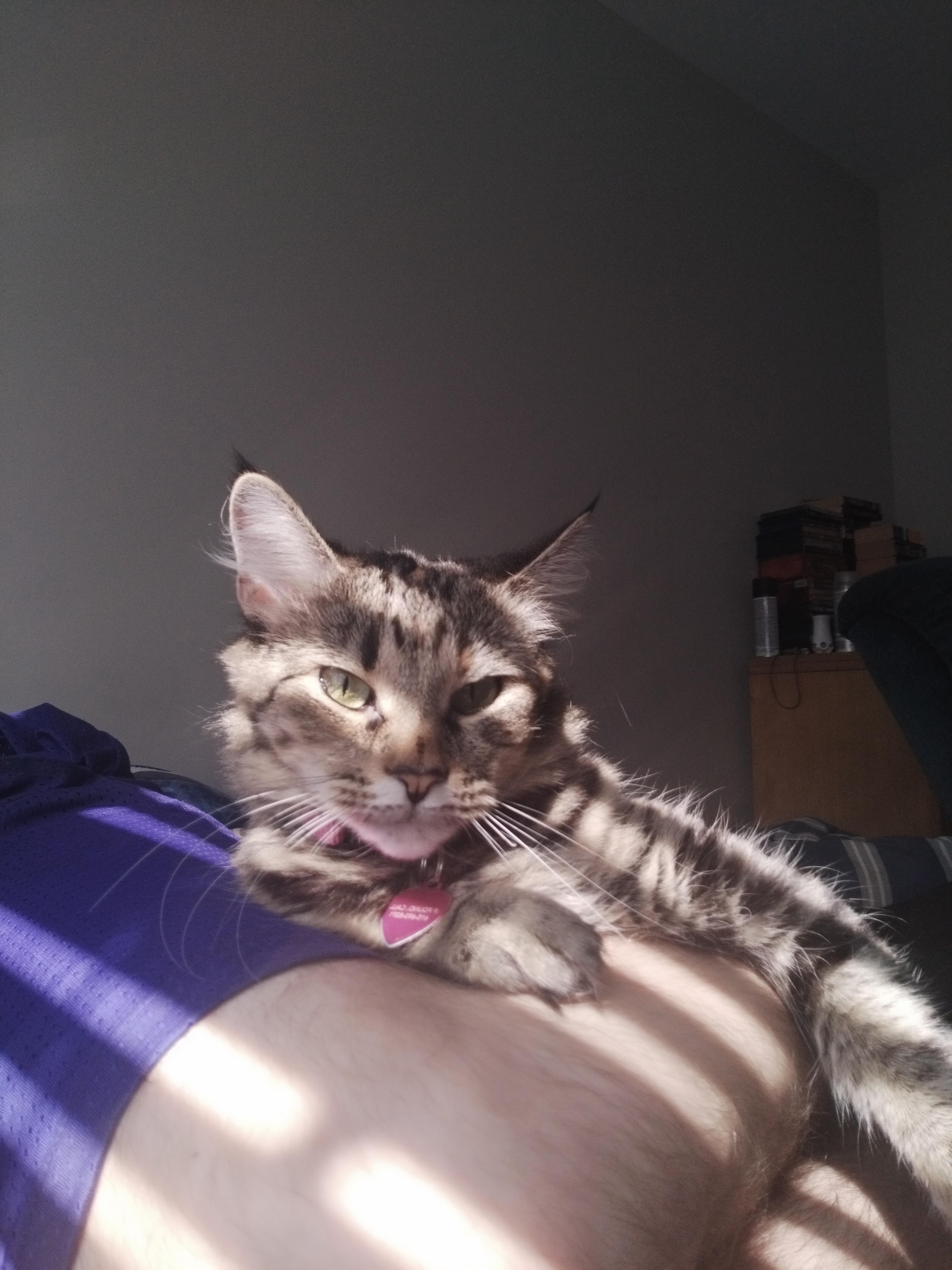 Floofy cuddler | Scrolller