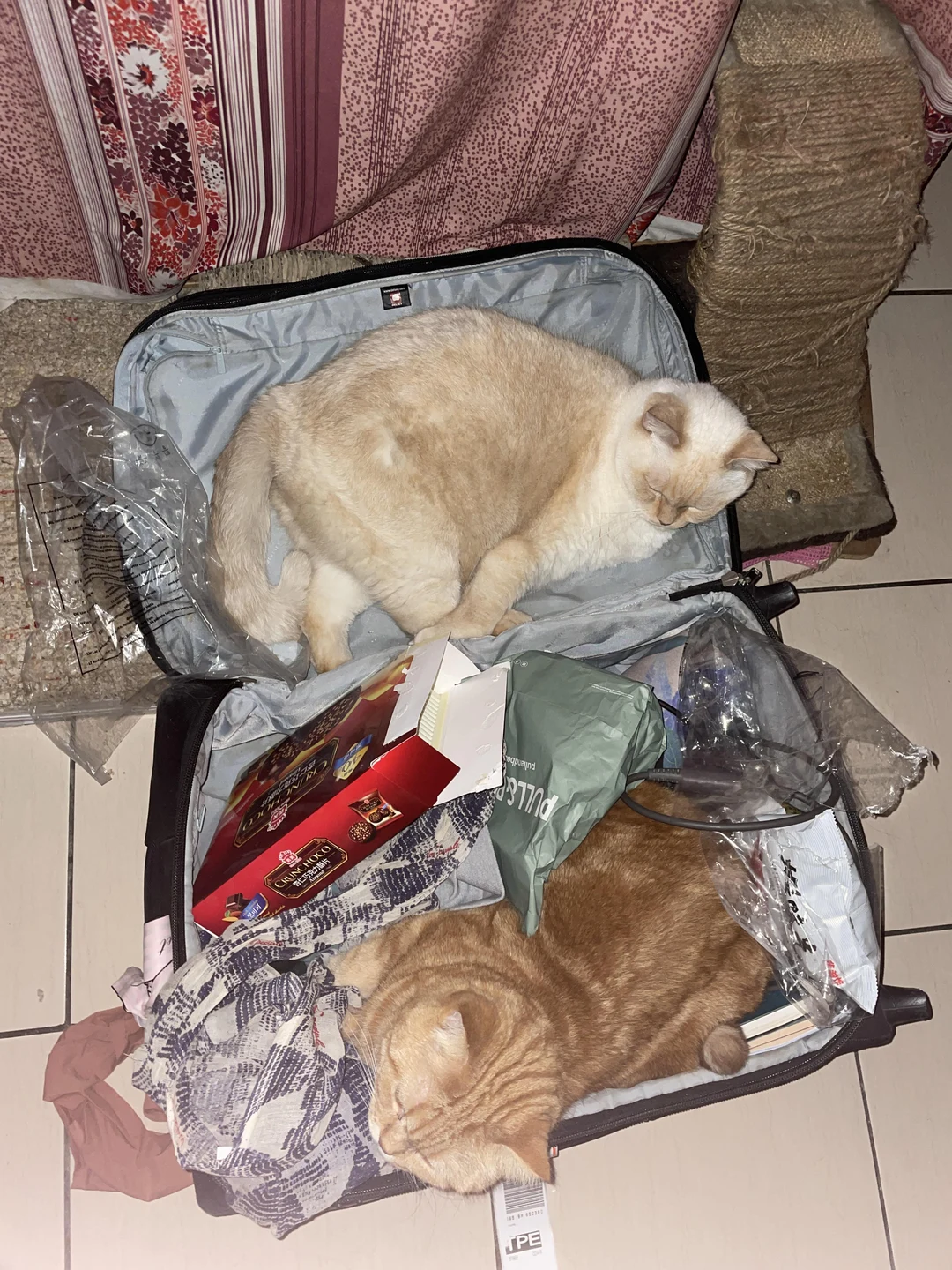 One trap two cats | Scrolller