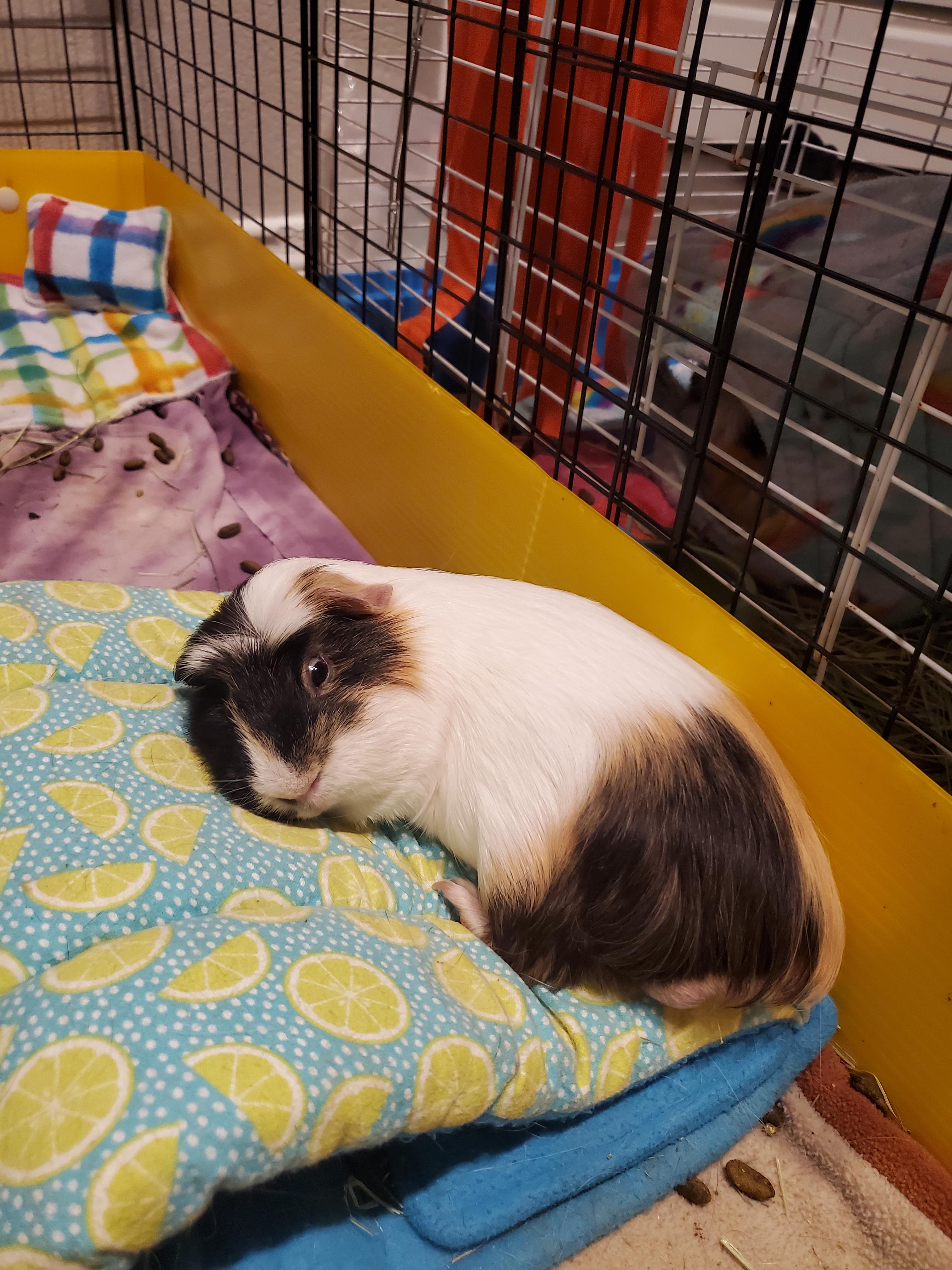 Exhausted from pooping all day. | Scrolller