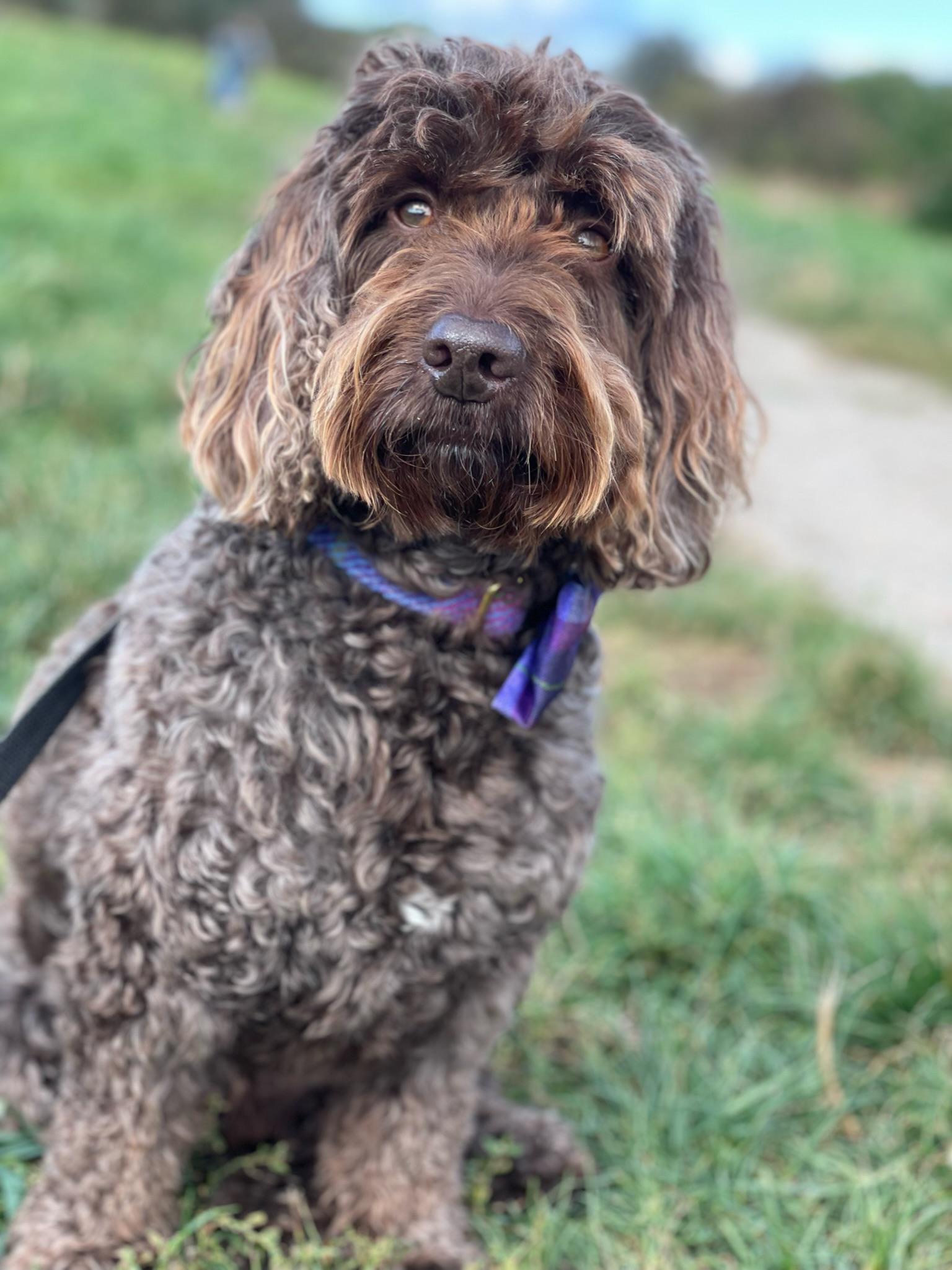 My handsome boy Chip! | Scrolller