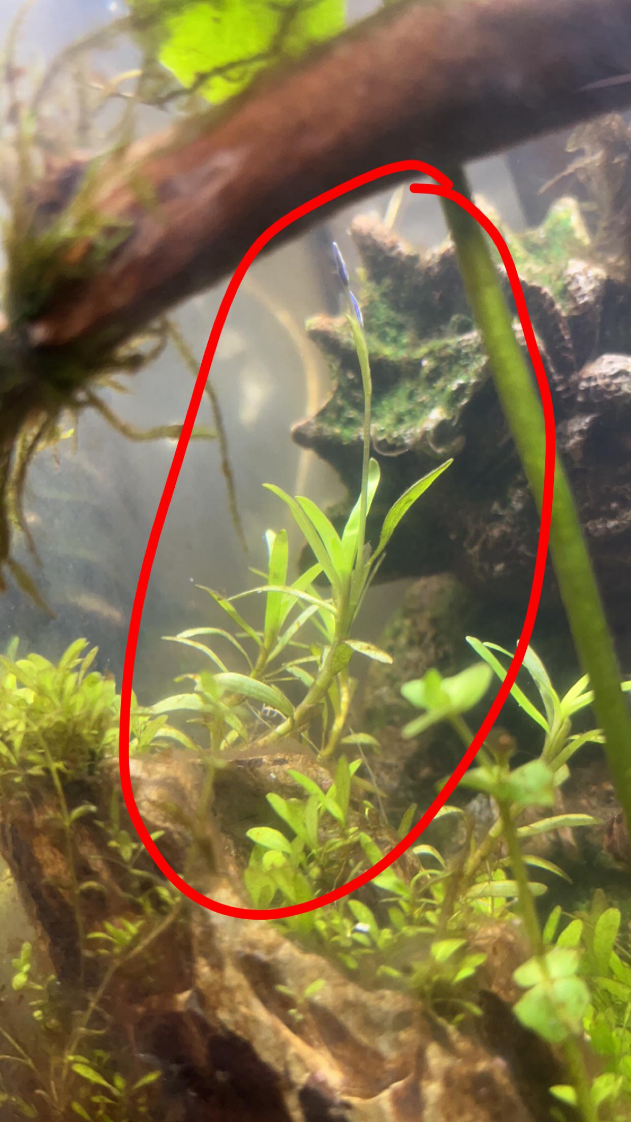 Plant ID | Scrolller