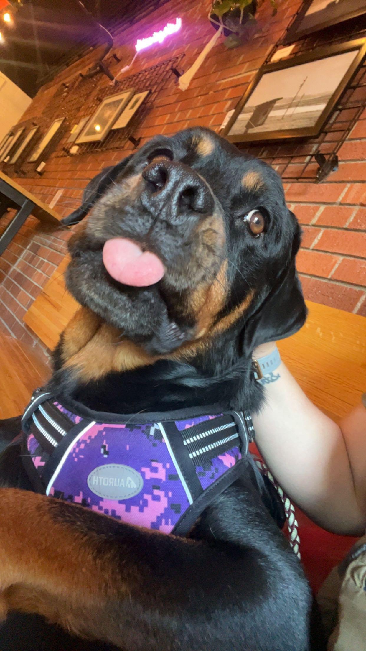 Rottie Mlem | Scrolller
