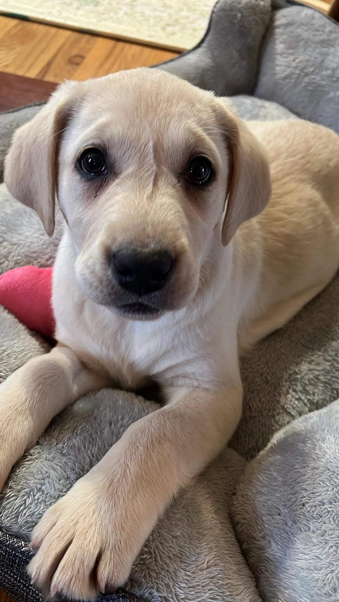 This is Winnie. I named her without Reddit’s input, please forgive me. | Scrolller