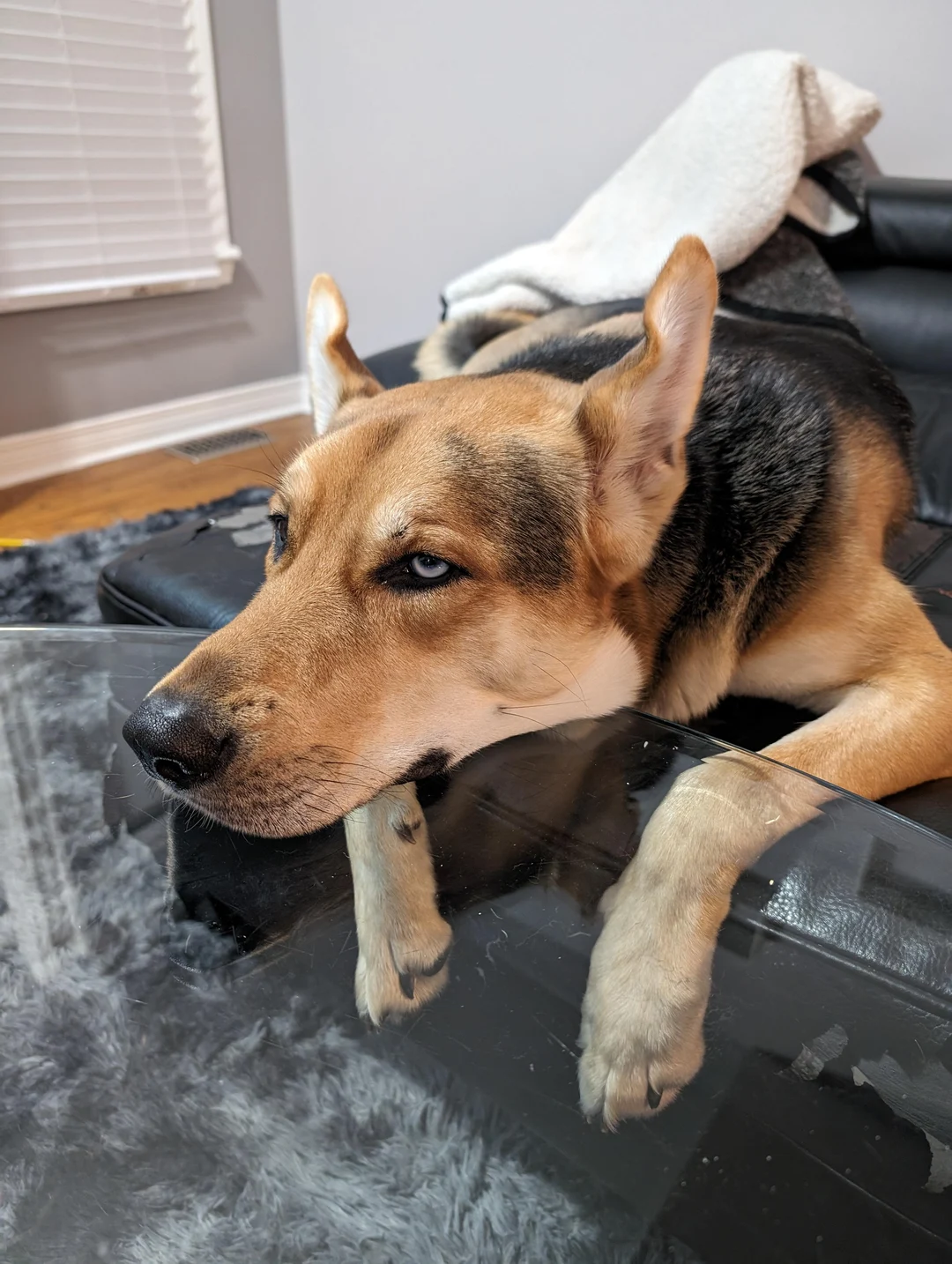 Ruff day at the office | Scrolller