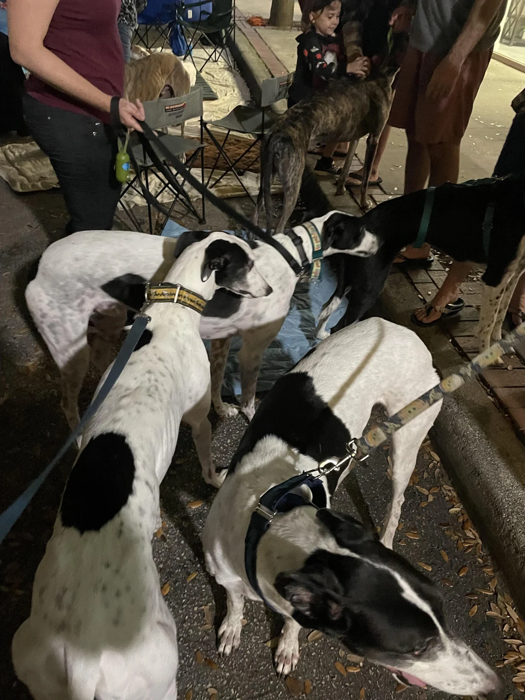 Cow dog gang | Scrolller