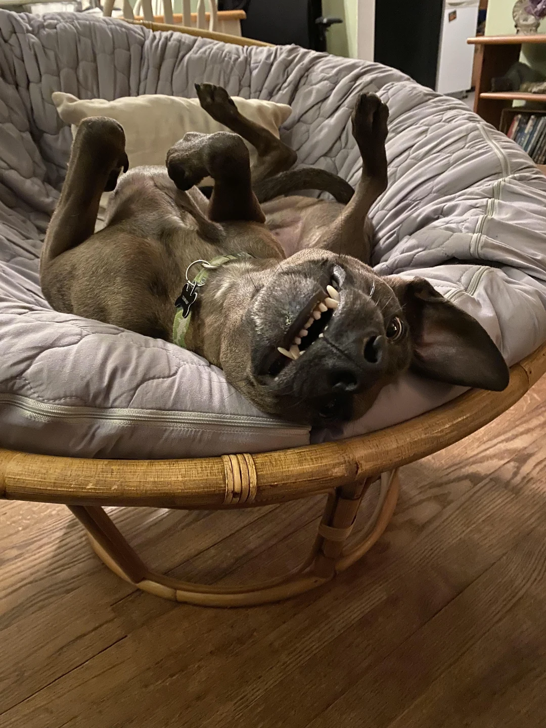 Inverted vampire batdeer. | Scrolller