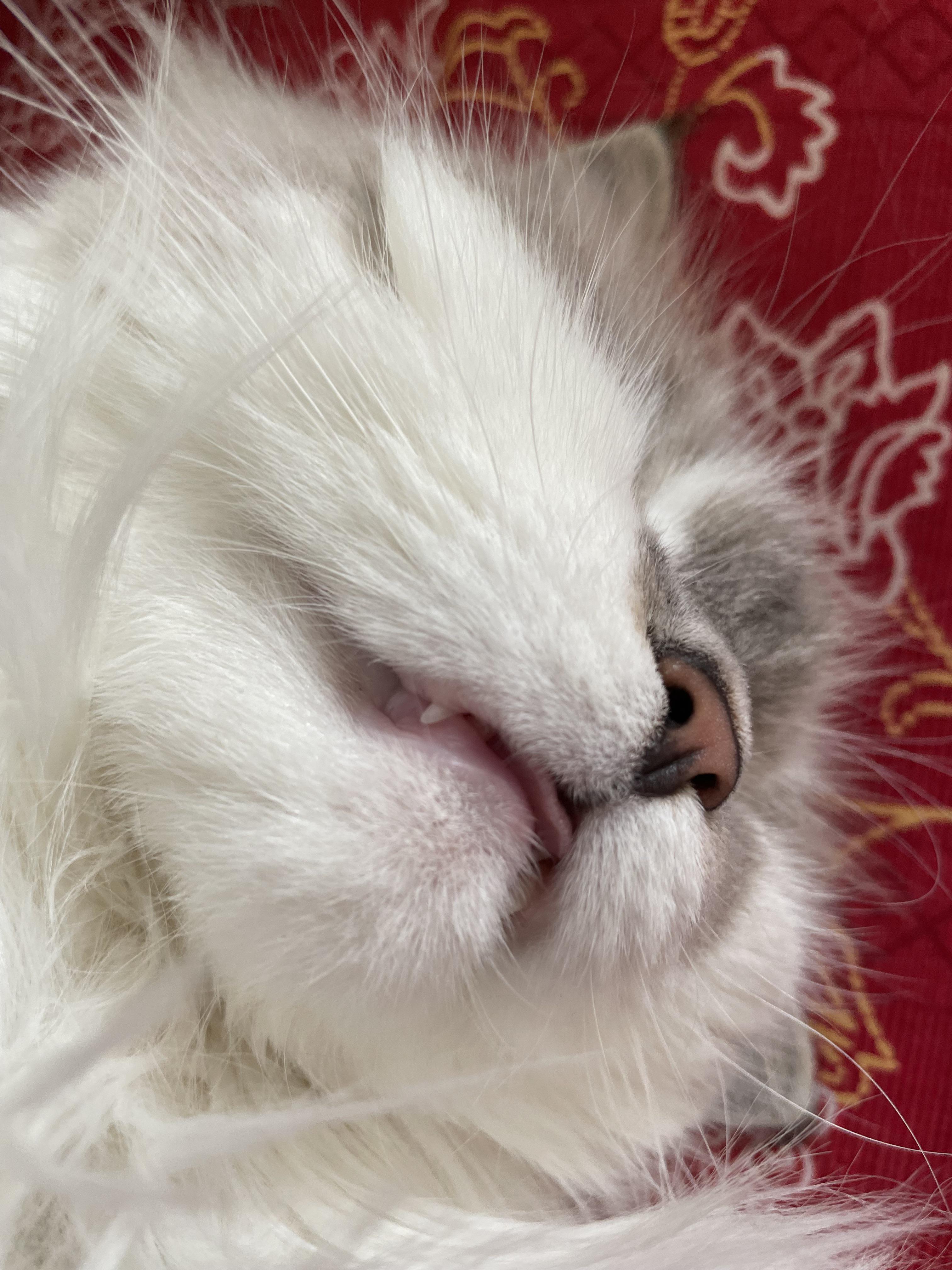 [OC] Boop | Scrolller