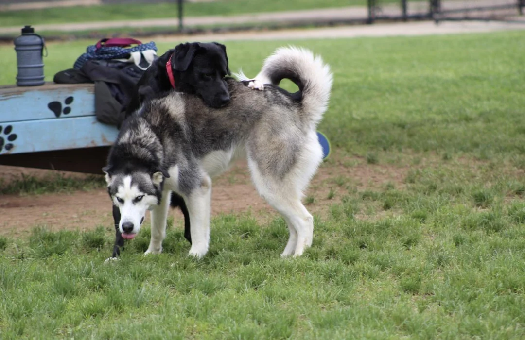 Marleys face in this picture always makes me laugh. | Scrolller