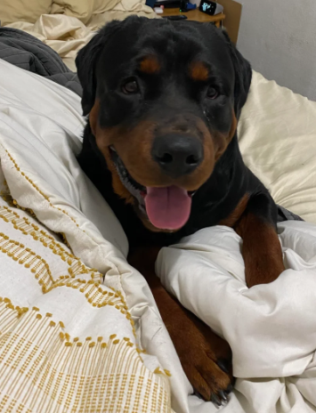 Presenting my handsome boy, Apollo! | Scrolller