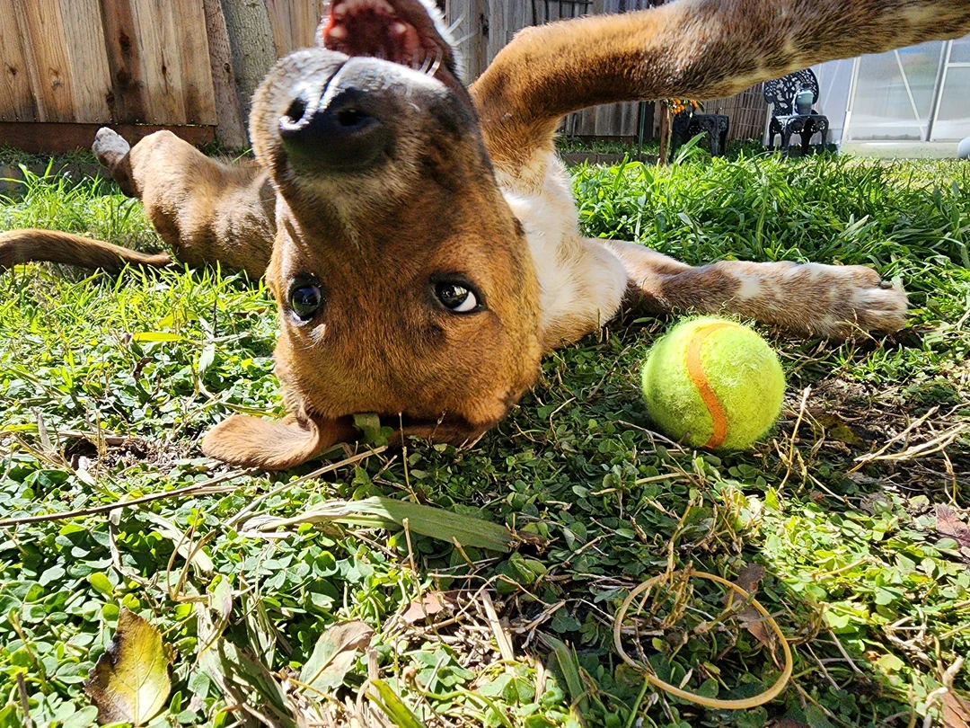 Fetch Gone Wild. | Scrolller