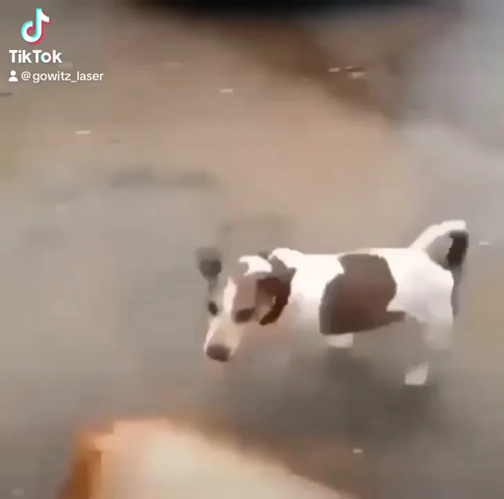 Shear Dog Attack | Scrolller