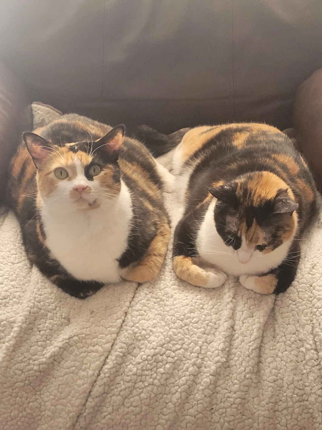 Loafing Sisters | Scrolller