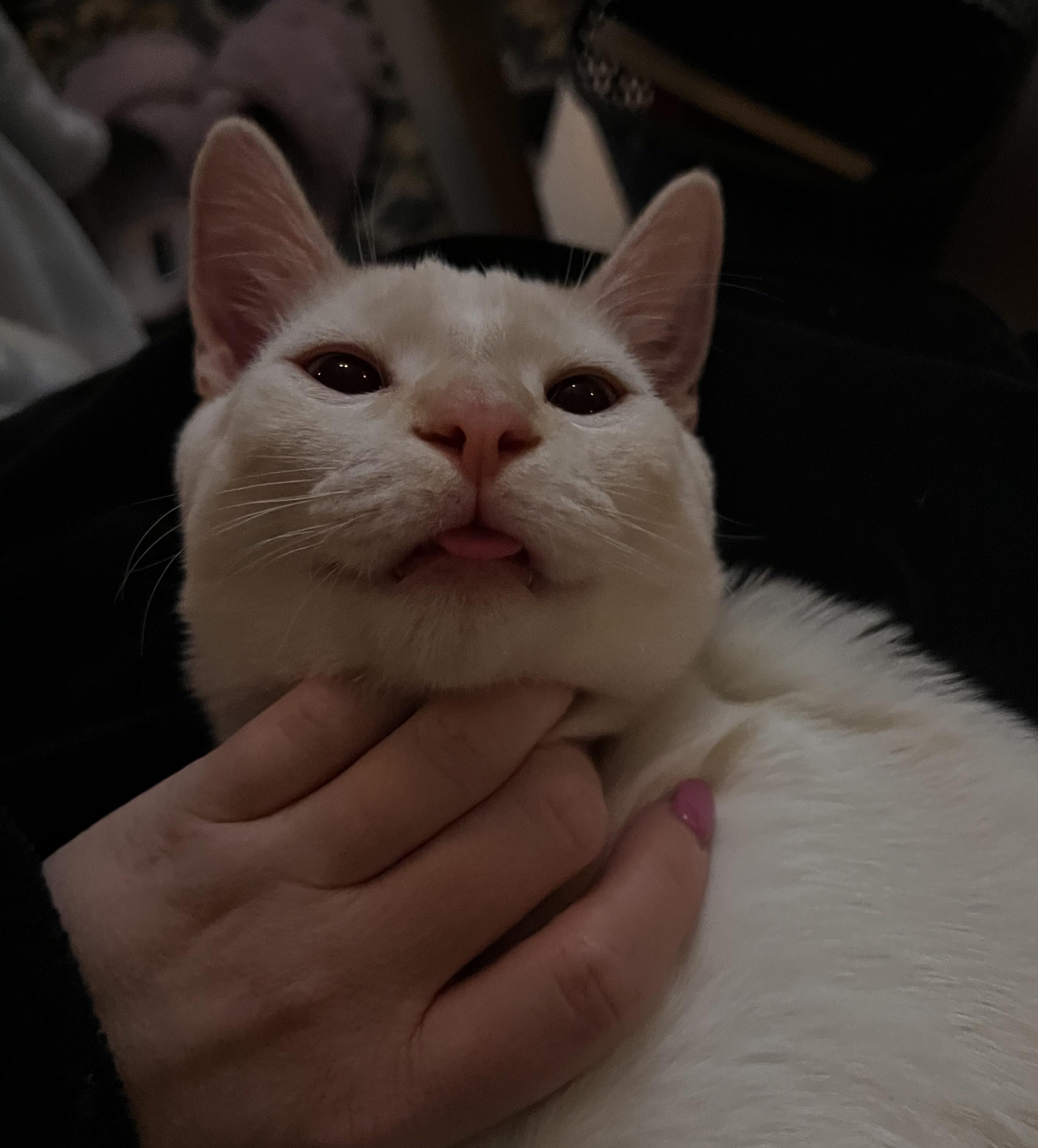 Blep by chin scratch. | Scrolller