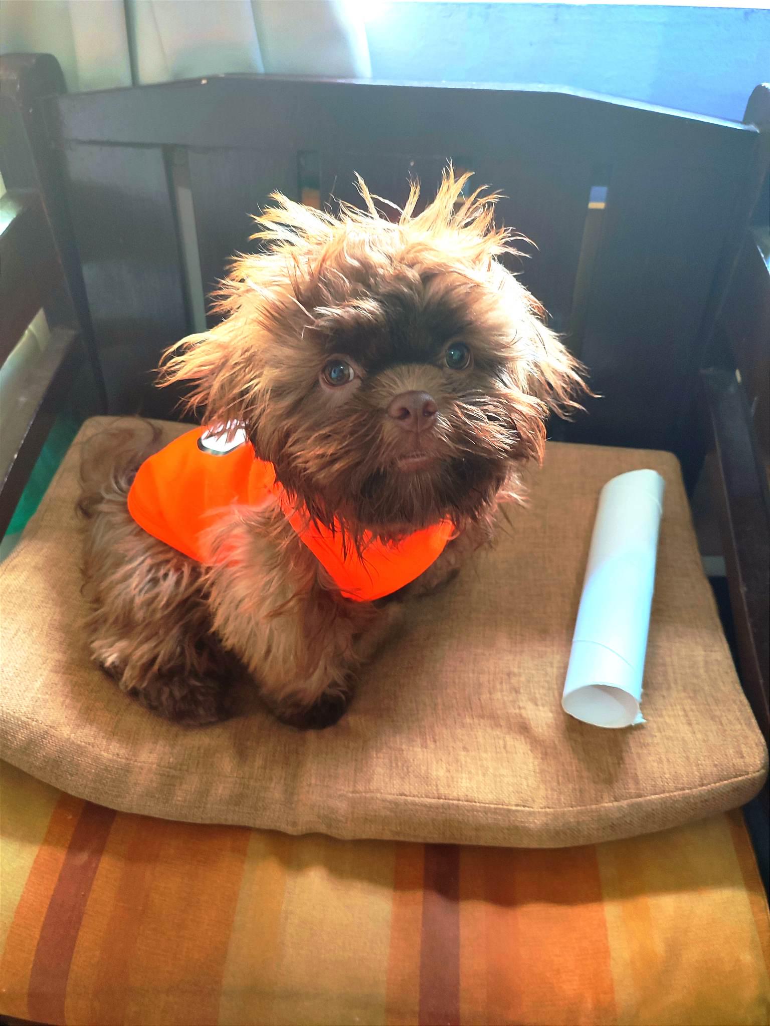 Going Super Saiyan buddy | Scrolller