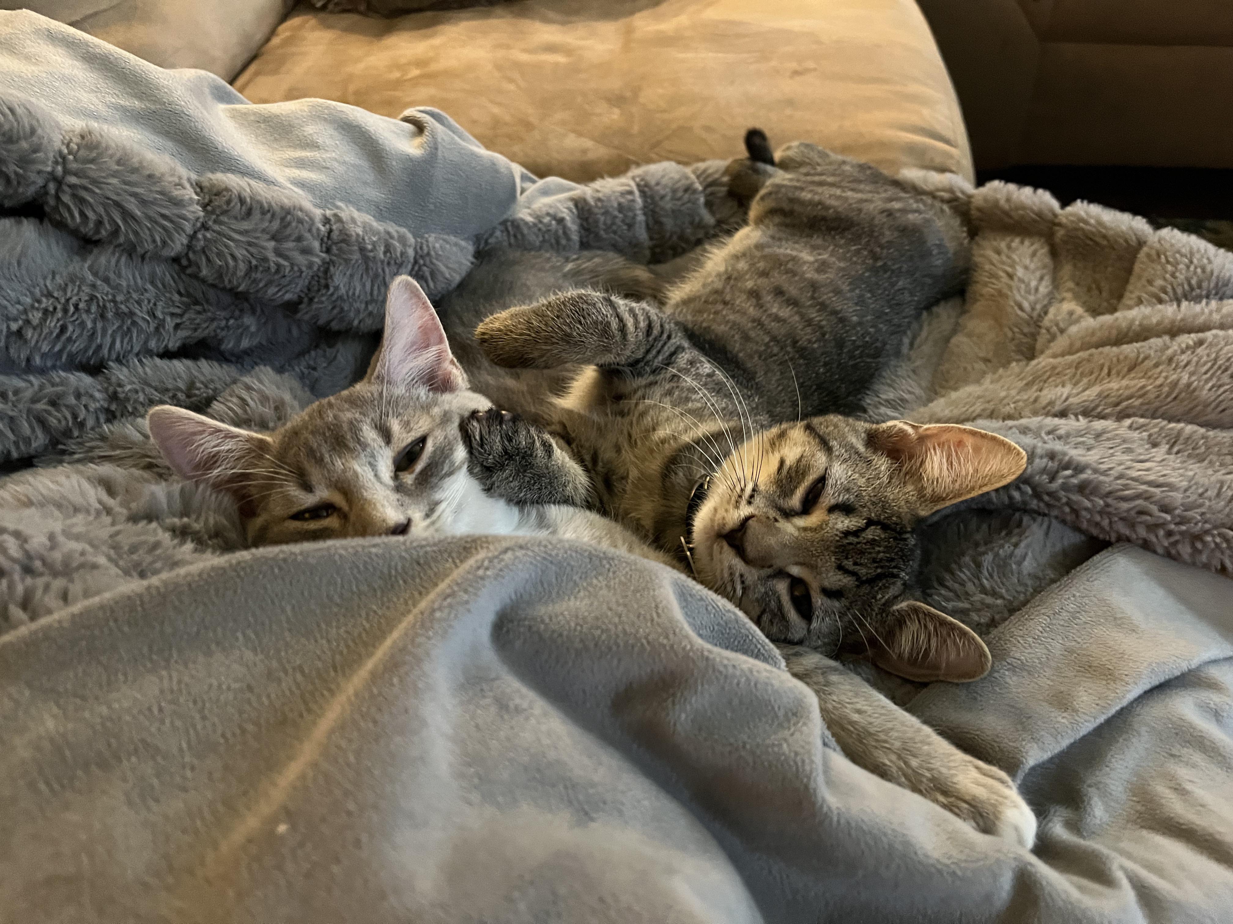 Siblings we just adopted! | Scrolller