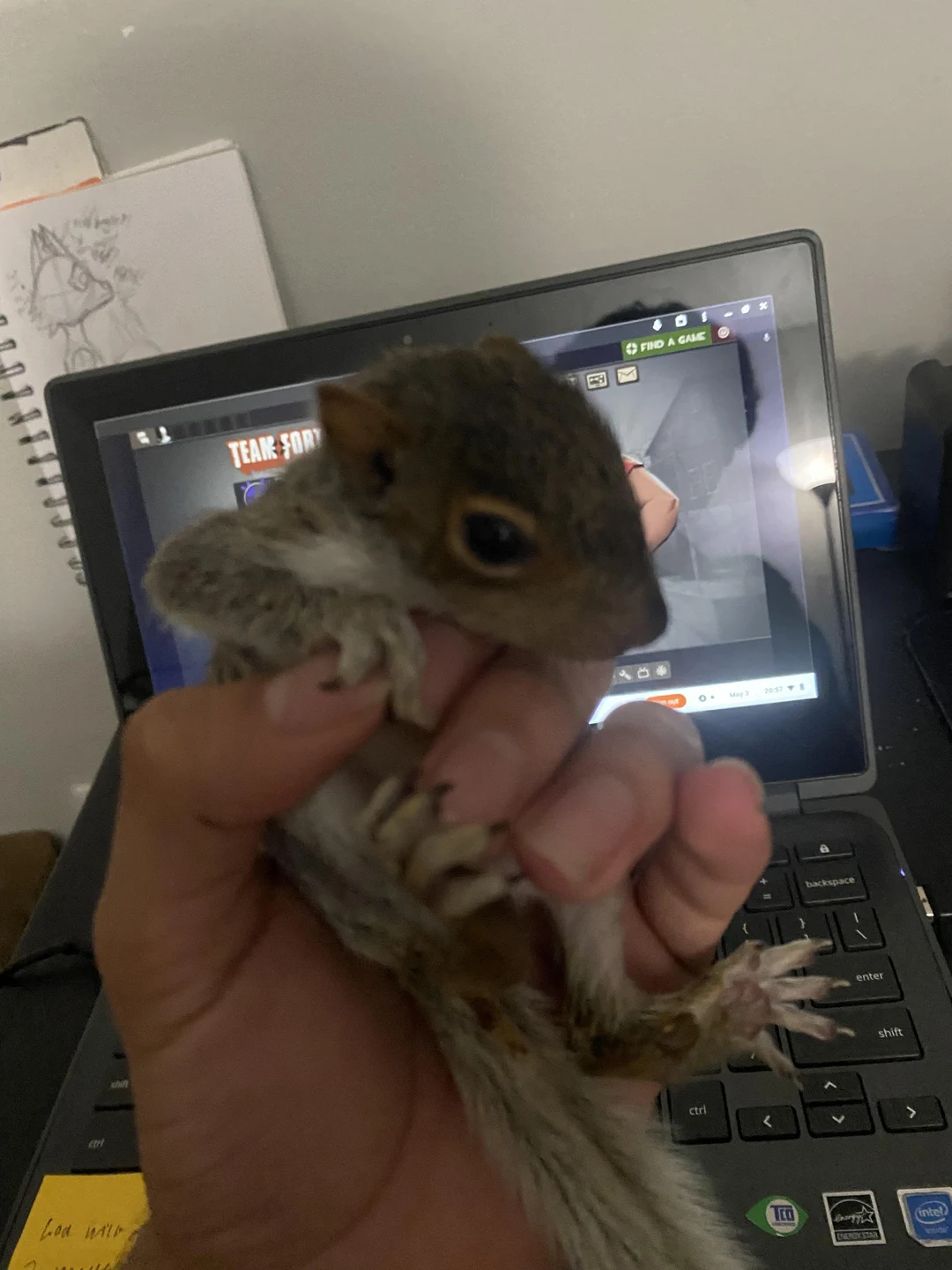 What can i feed him and how old is he? | Scrolller